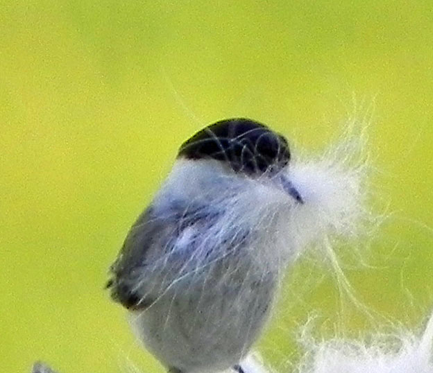 Two New Bird Species! – Hazel Freeman